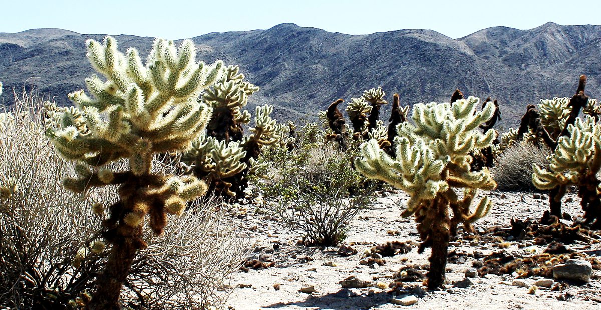 Andrea lines up 'Due In Color' LP on Ilian Tape - Inverted Audio