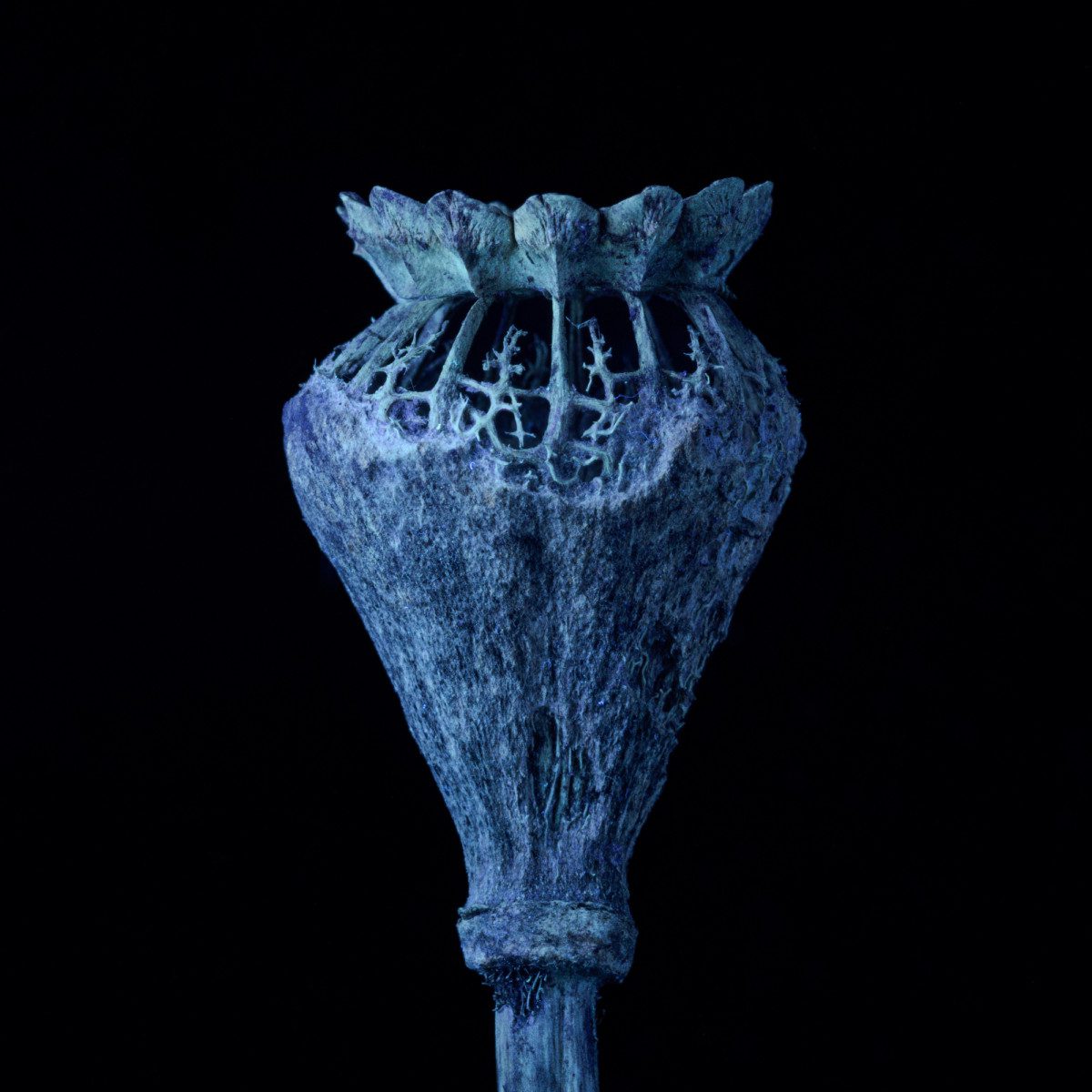 Premiere: Mikael Tobias - Treaty (feat. Crush String Collective) - Inverted Audio