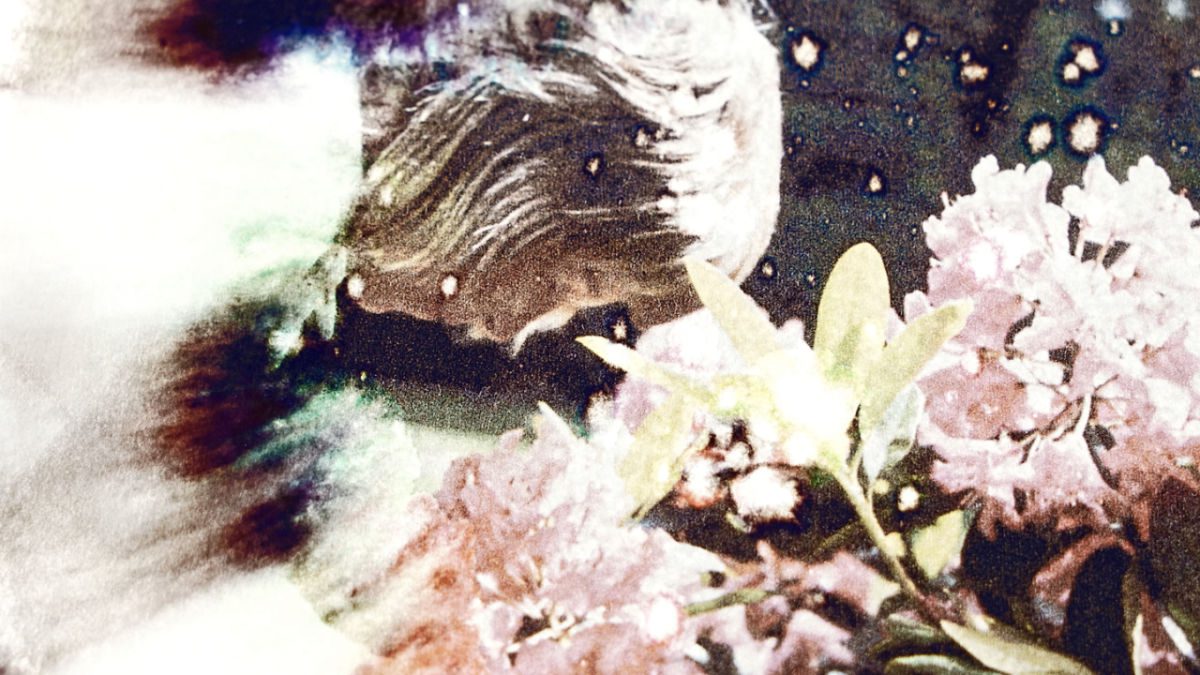 Music Video: Sunshine Life Emulator – Hatch Dream - Inverted Audio